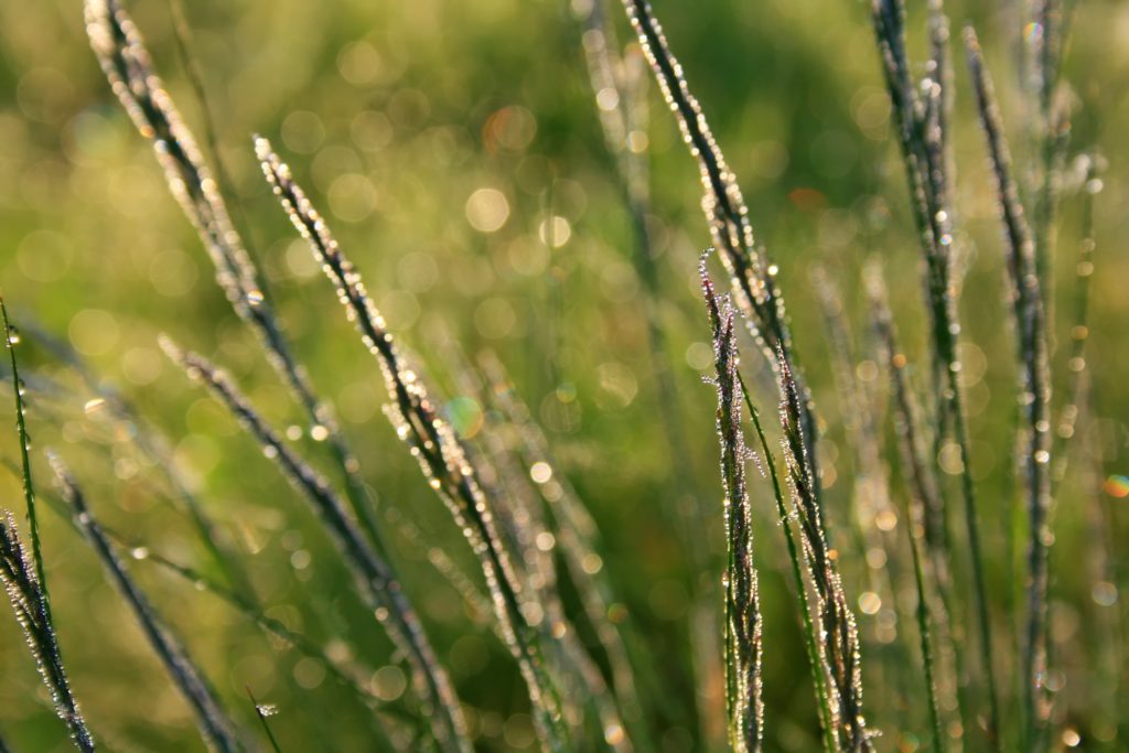 Winter Lawn Care: Types of Cool Season Grasses and Tips for Planting Them