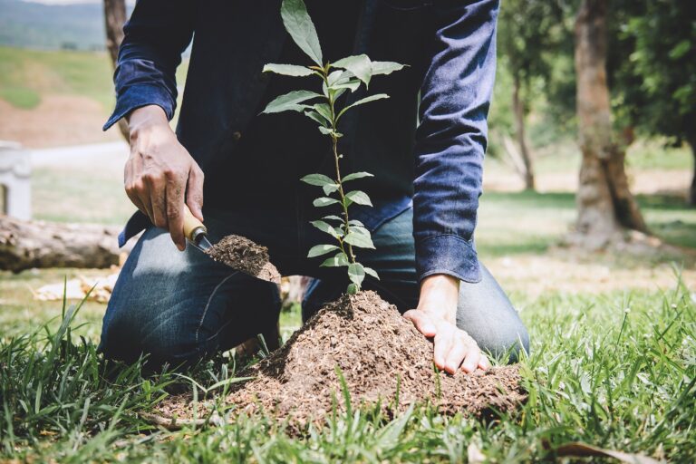 Tips for Professional Tree Planting on Your Property in Brampton